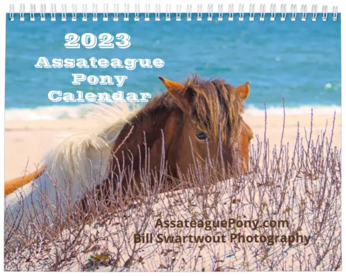 pony-2023-calendar-cover-shot – Assateague Pony